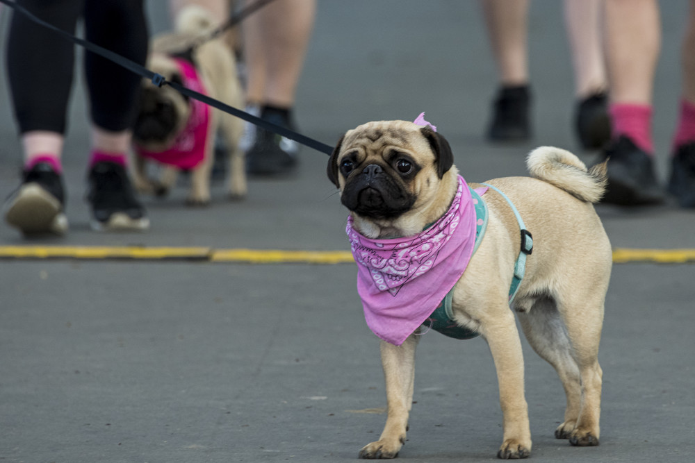 Pink Ribbon Walk Christchurch - Event calendar • Breast Cancer ...